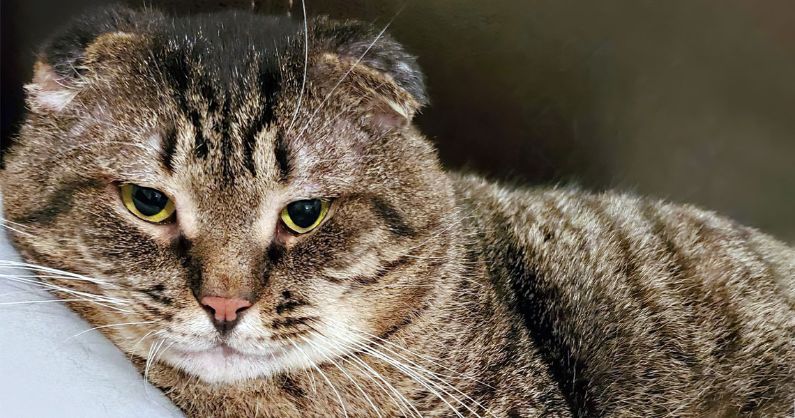 About – Home At Last Rescue